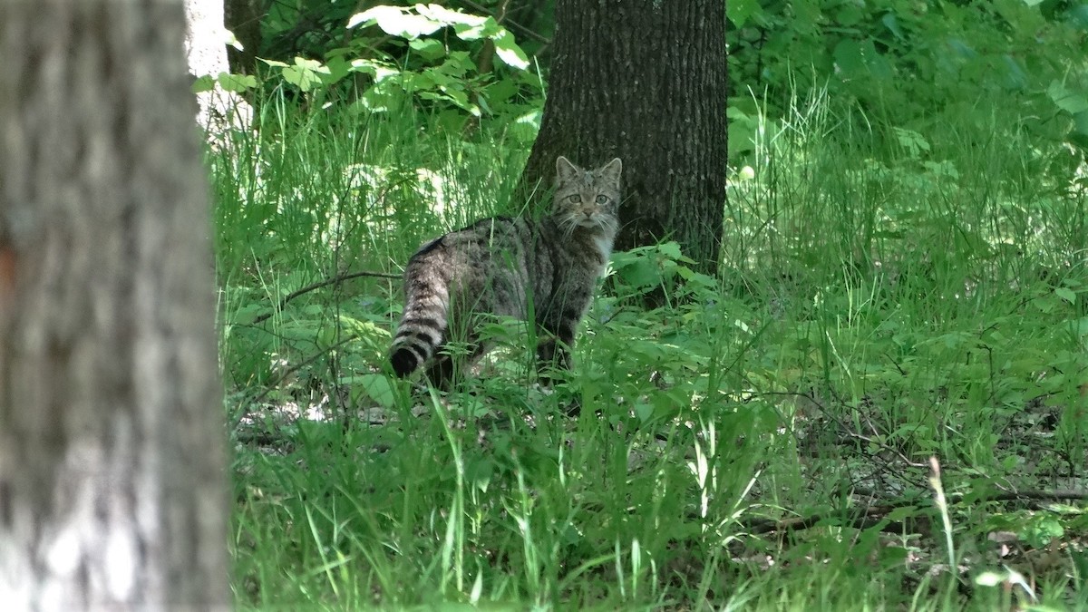 Wildcat spotted in a forest in eastern Romania | Romania Insider