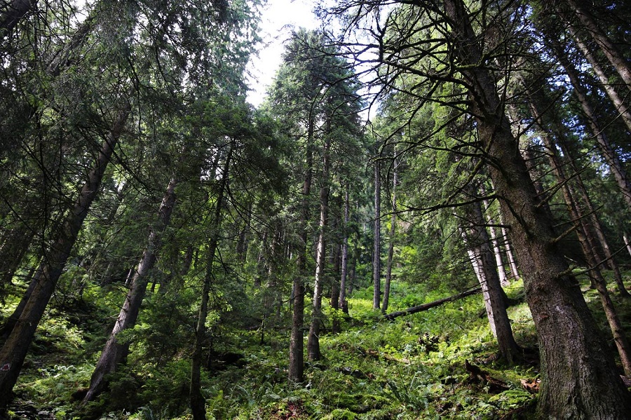 Swedish group IKEA starts exploiting its forests in Romania | Romania ...