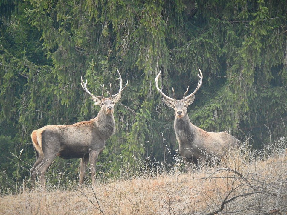 World Wildlife Day: Wild animals still roam in Romania’s forests ...