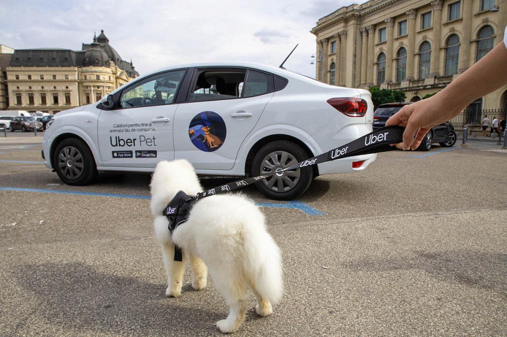 Uber launches pet friendly ride option in Bucharest Romania Insider