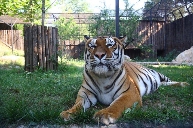 Free entry at Bucharest Zoo on World Environment Day | Romania Insider